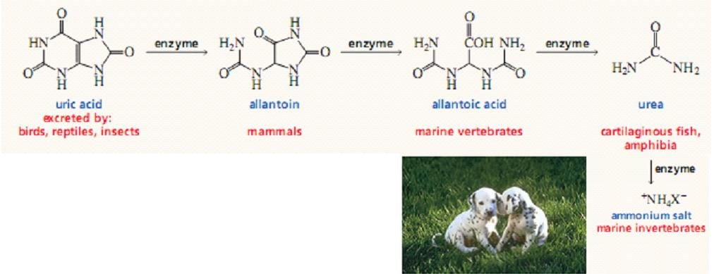 Purine Catabolism and its Uric Acid formation